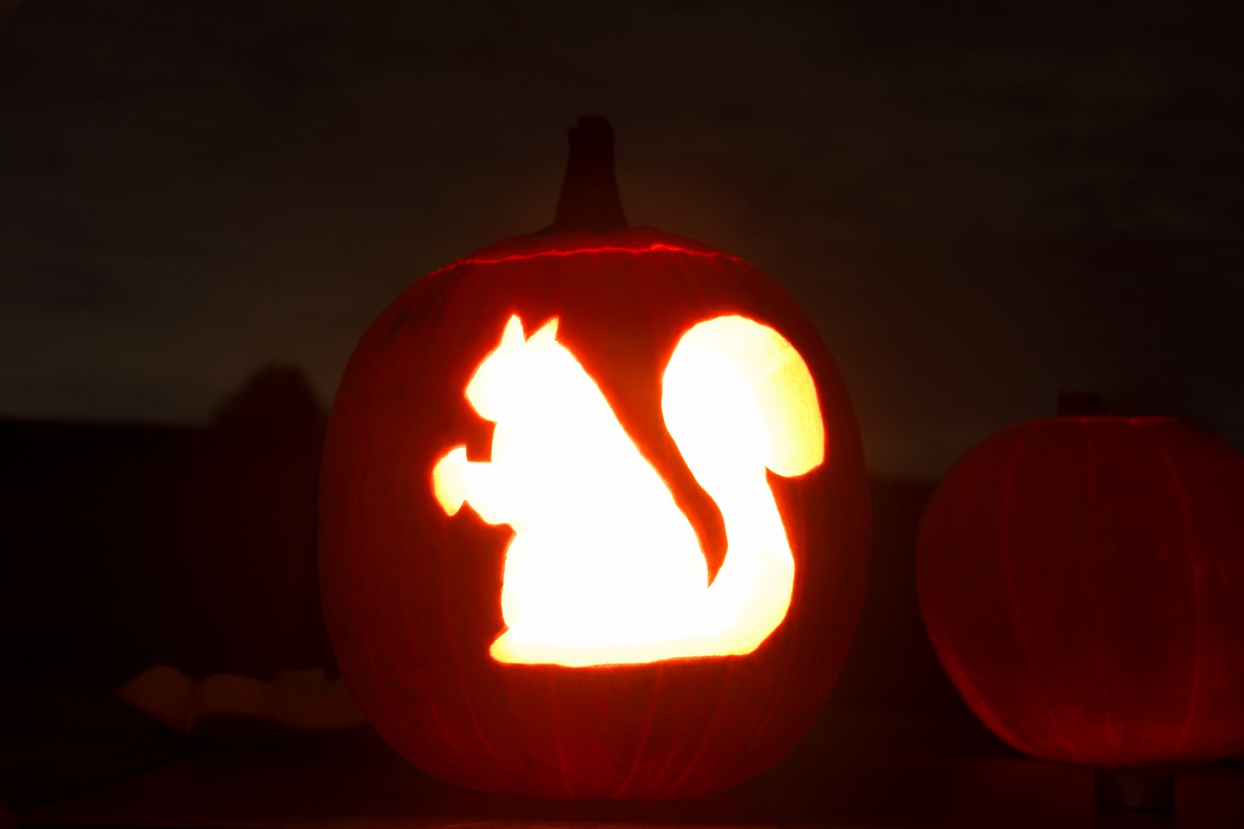 Squirrel Pumpkin – Perfuzion